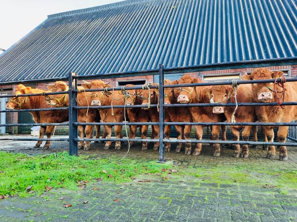 Home - Limousinhouderij Marleseveld